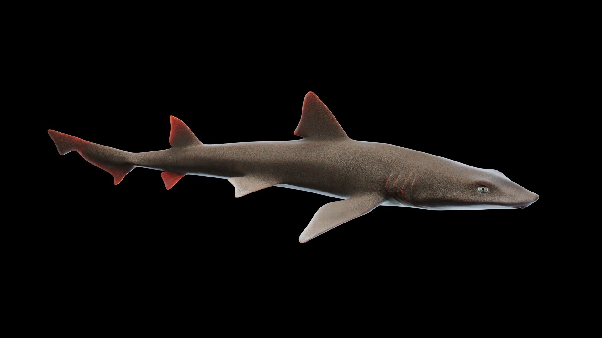 3D Smoothhound Shark - TurboSquid 2130865