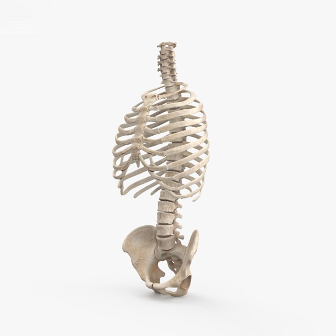 modelo 3d Esqueleto de torso humano - TurboSquid 1567571