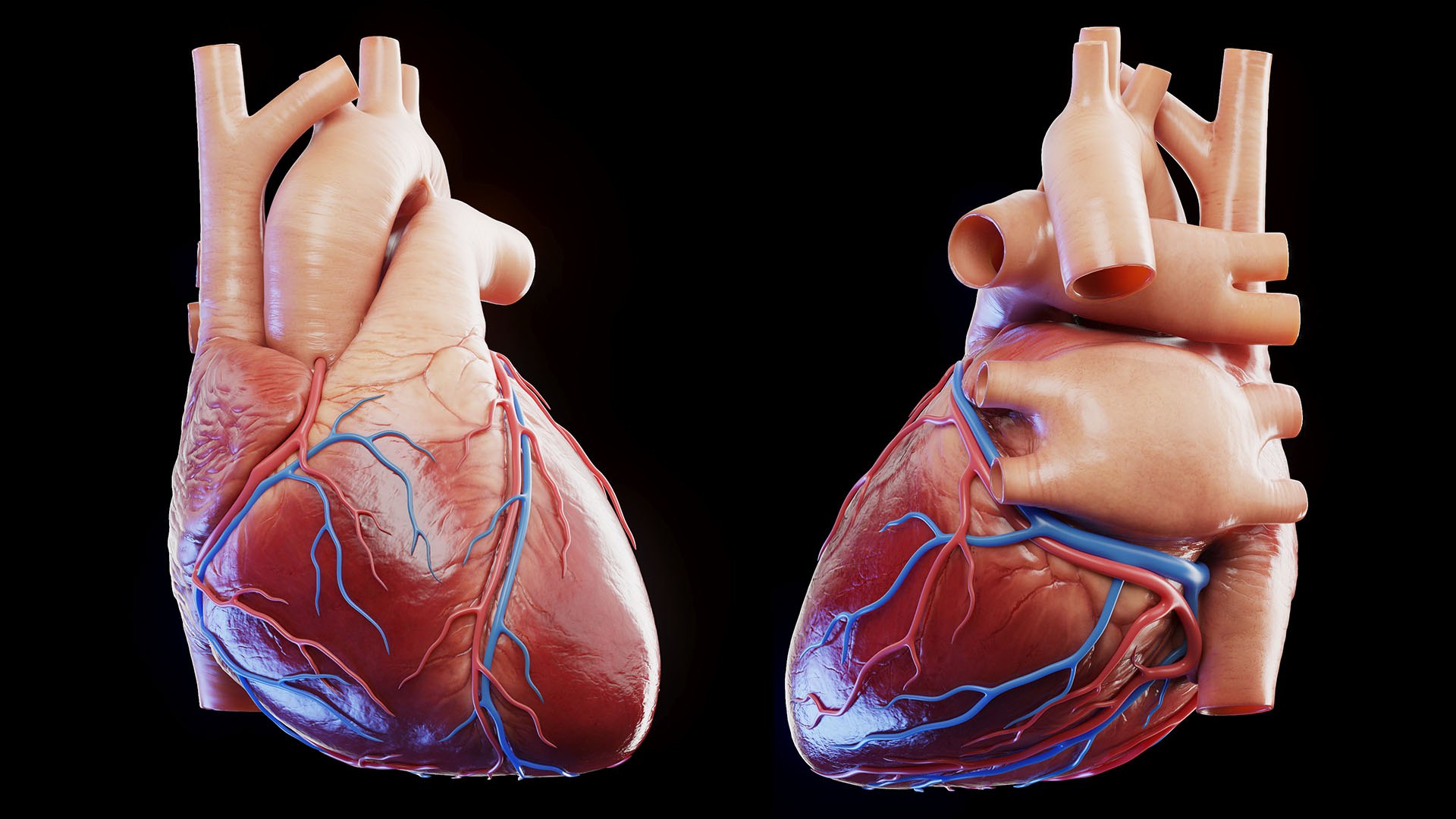 Human Male Vascular System 3D - TurboSquid 2015974