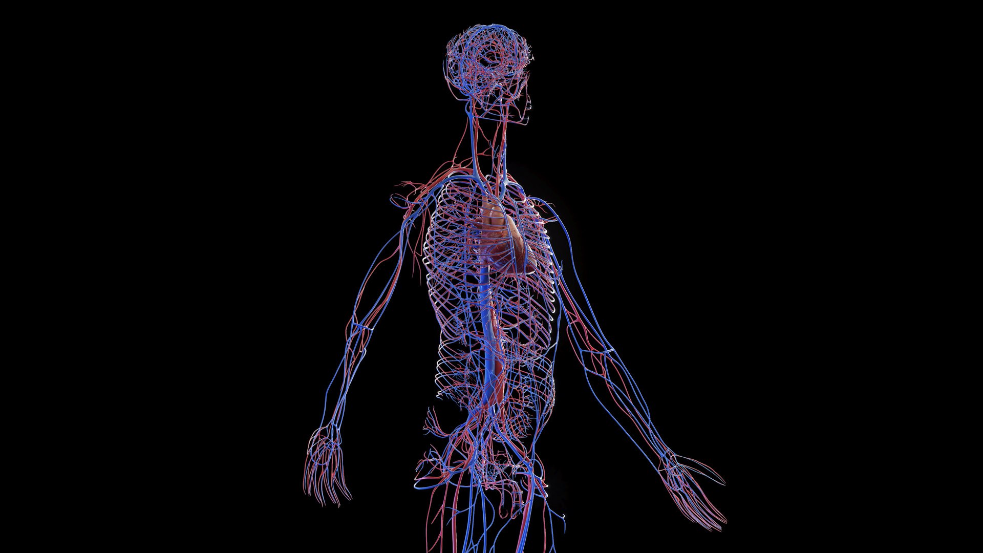 Human Male Vascular System 3D - TurboSquid 2015974