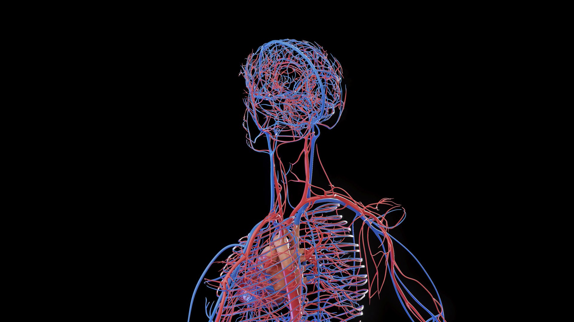 Human Male Vascular System 3D - TurboSquid 2015974