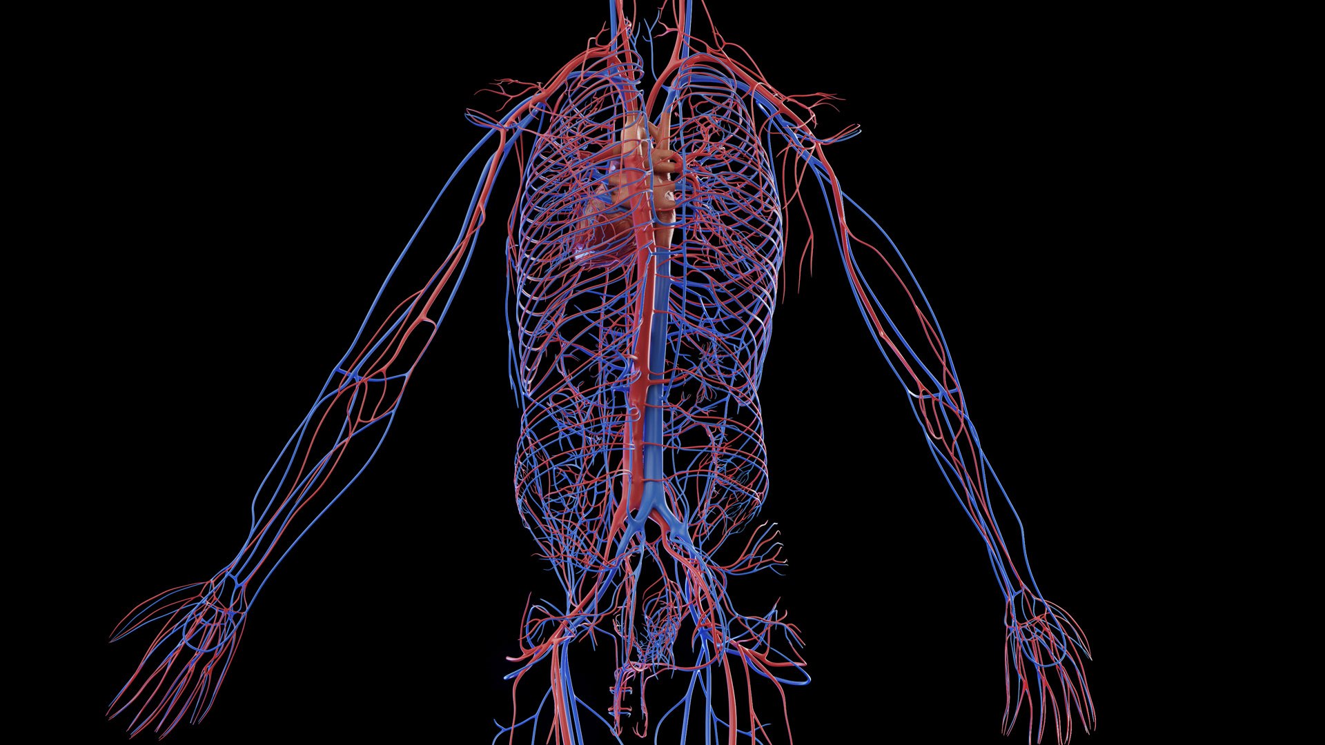 Human Male Vascular System 3D - TurboSquid 2015974