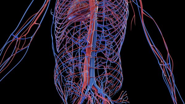Human Male Vascular System 3D - TurboSquid 2015974