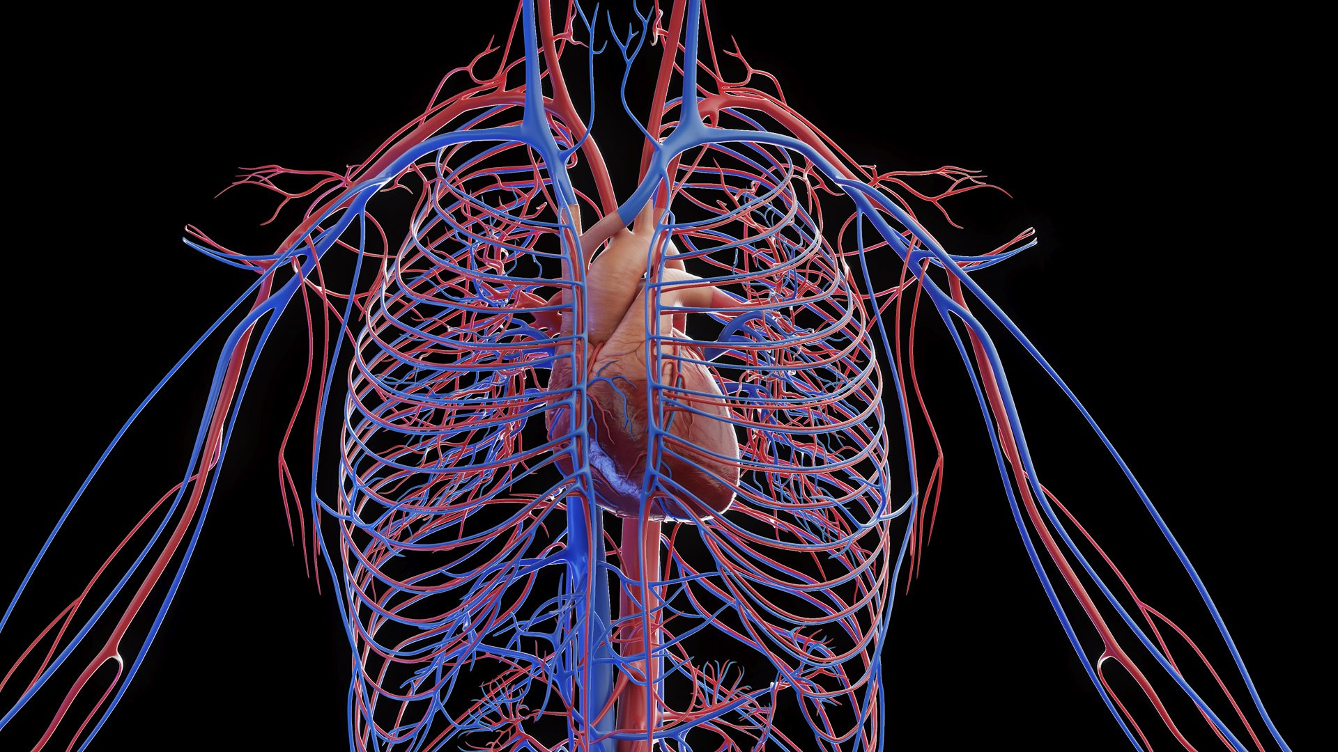 Human Male Vascular System 3D - TurboSquid 2015974
