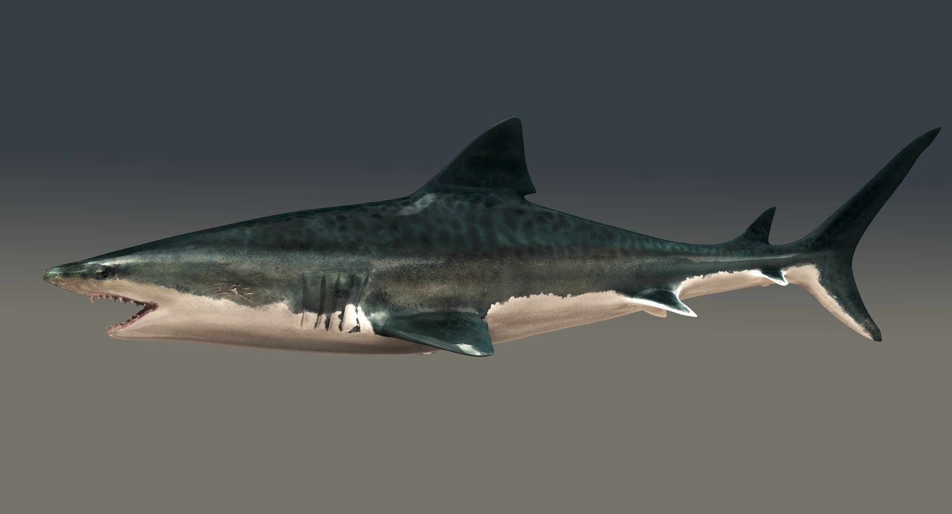 Tiger Shark 3d Model