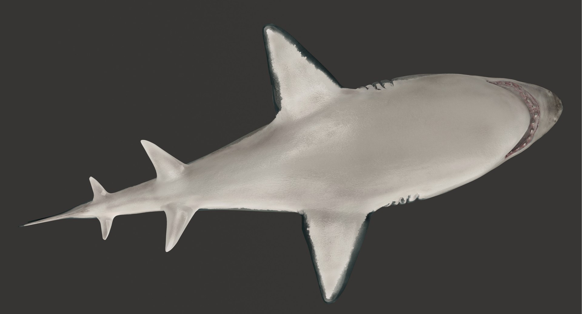 Tiger Shark 3d Model