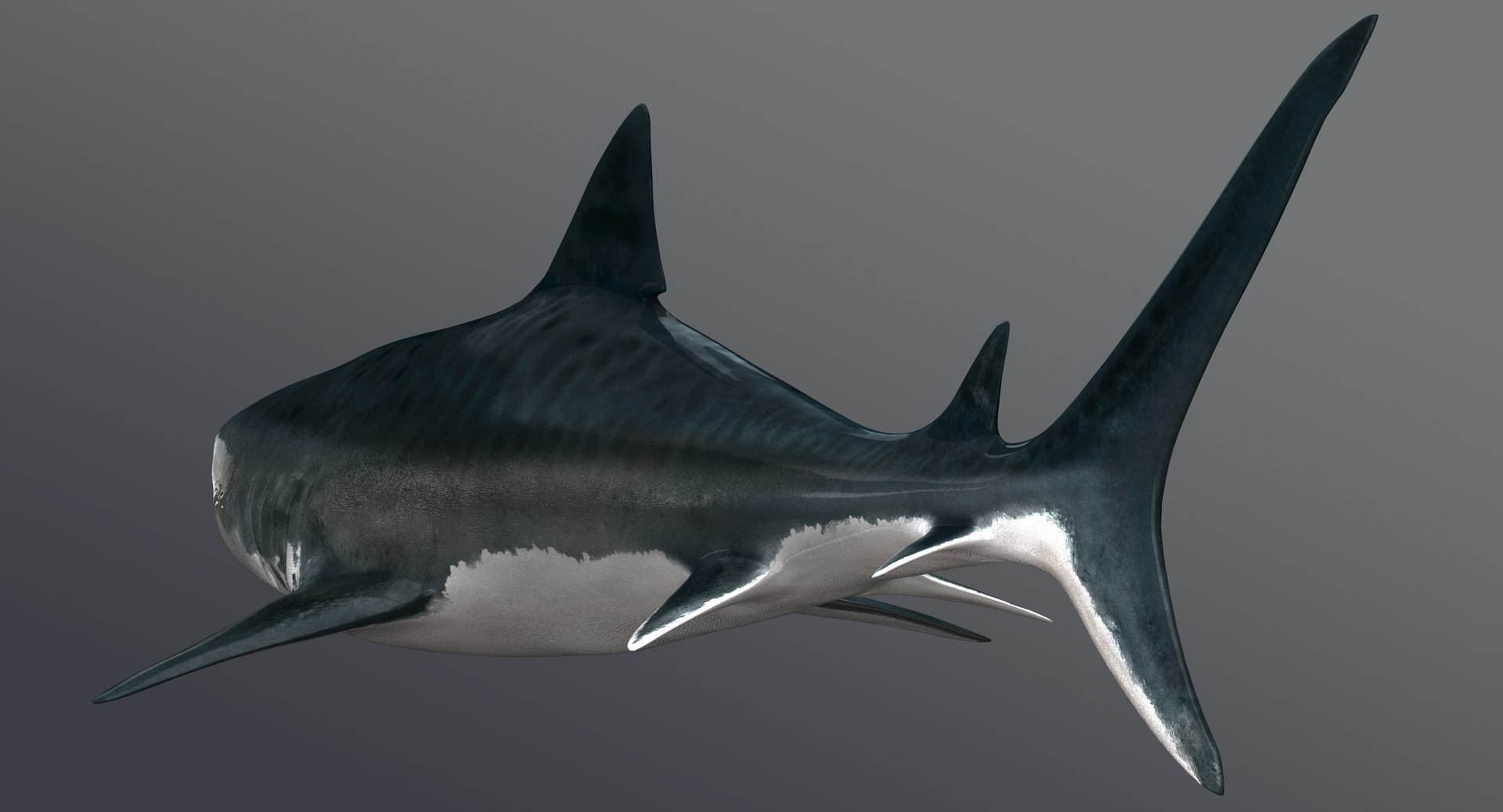 tiger shark 3d model