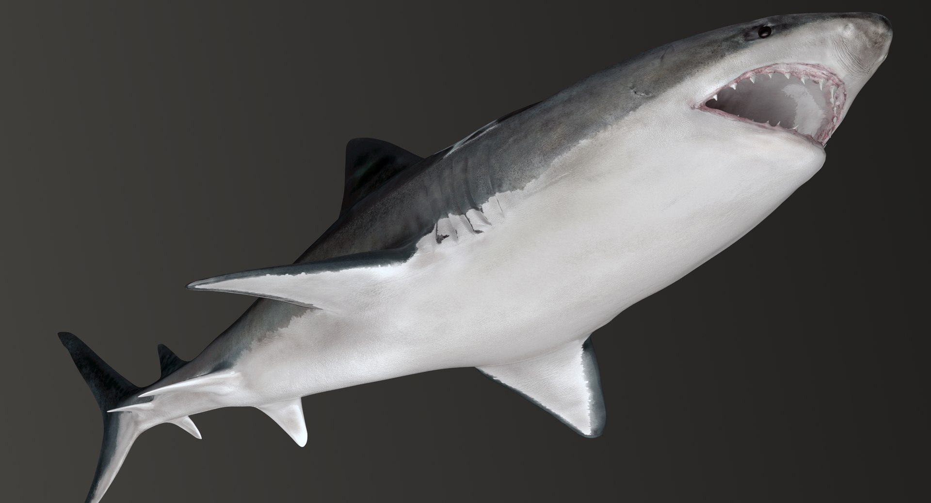 Tiger Shark 3d Model
