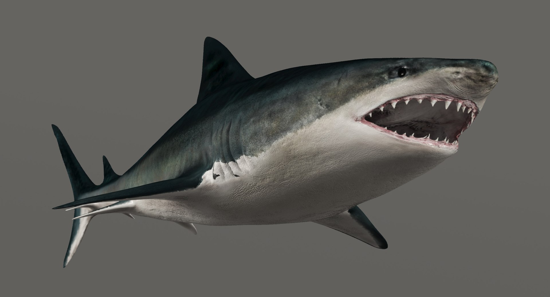 Tiger Shark 3d Model