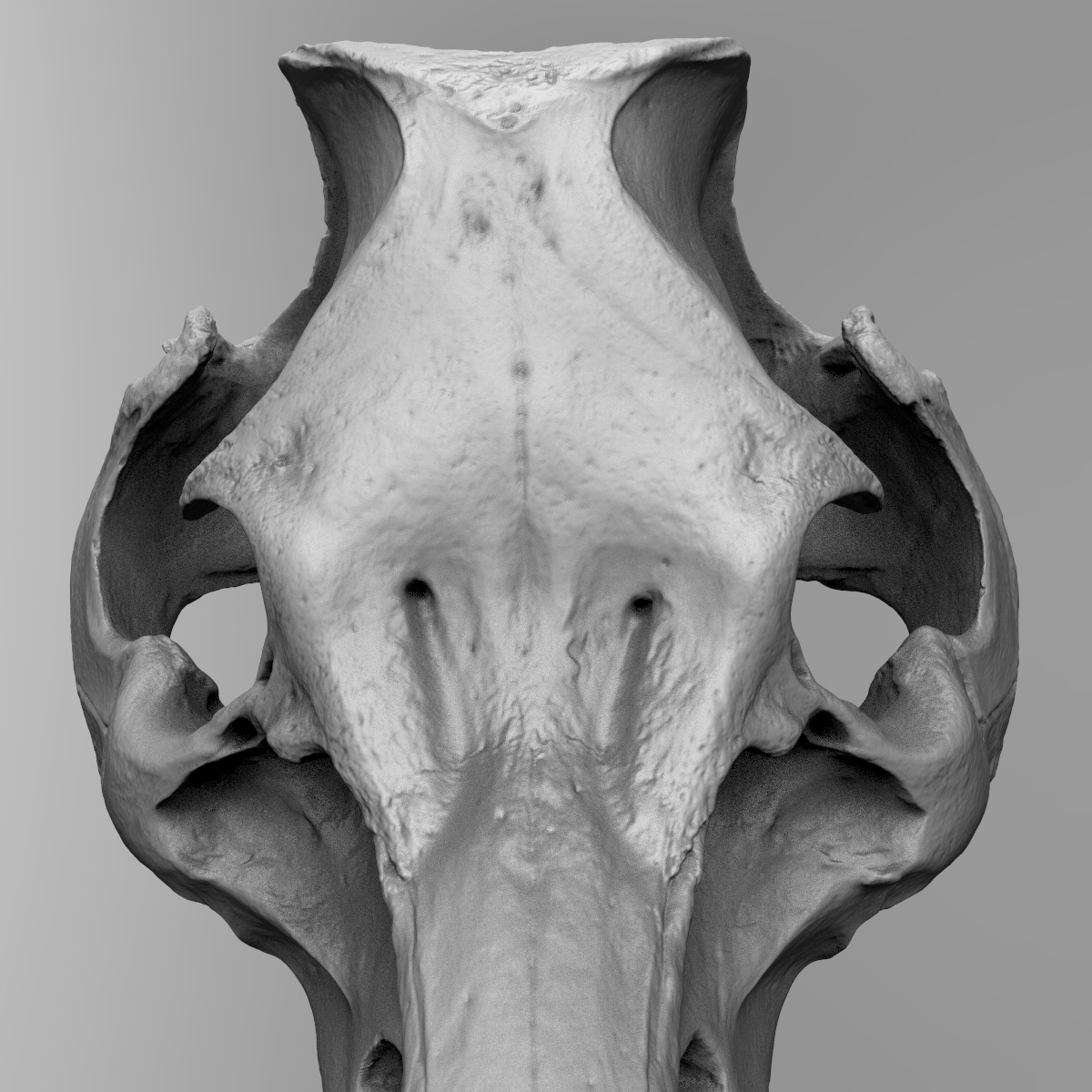3d model wild boar