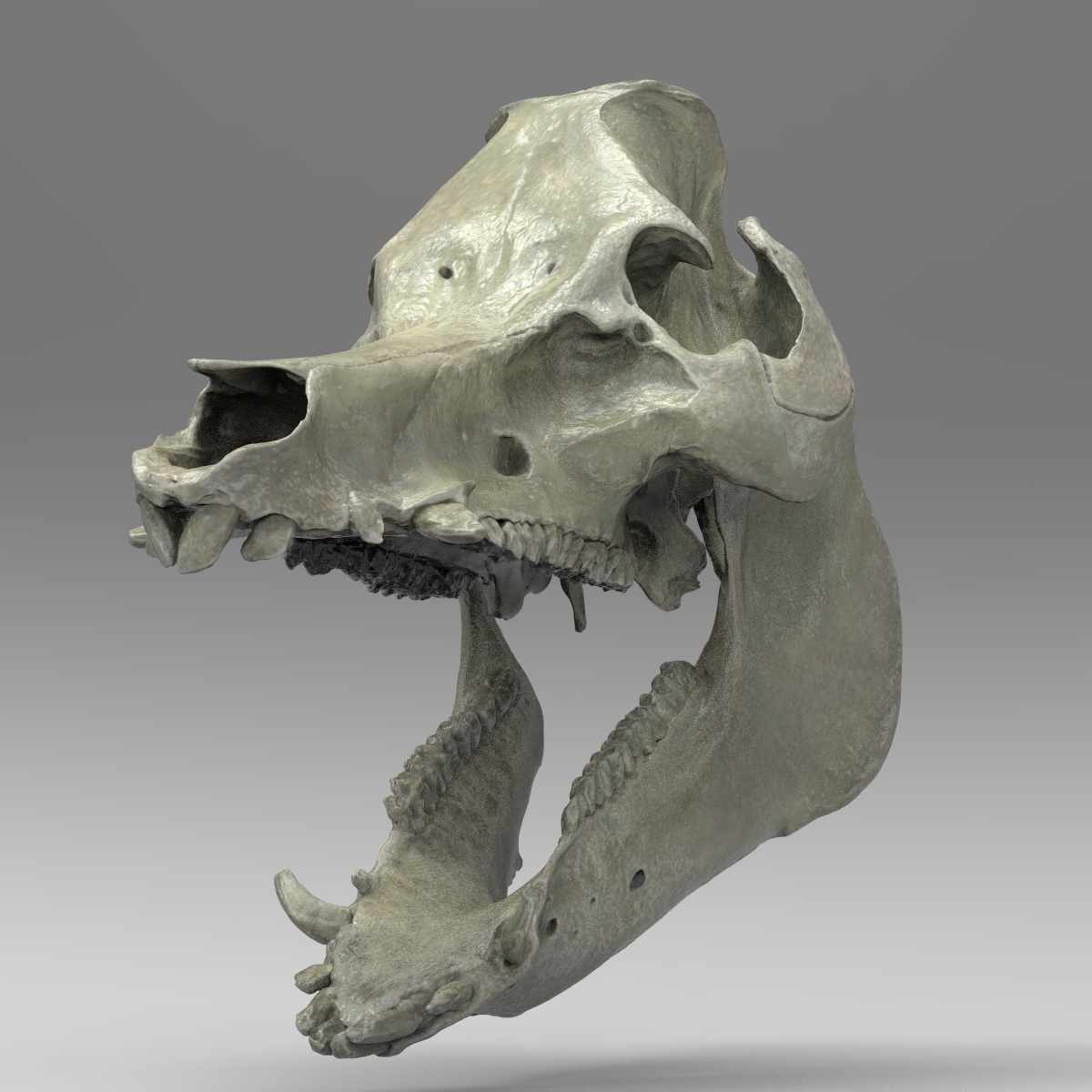 3d model wild boar