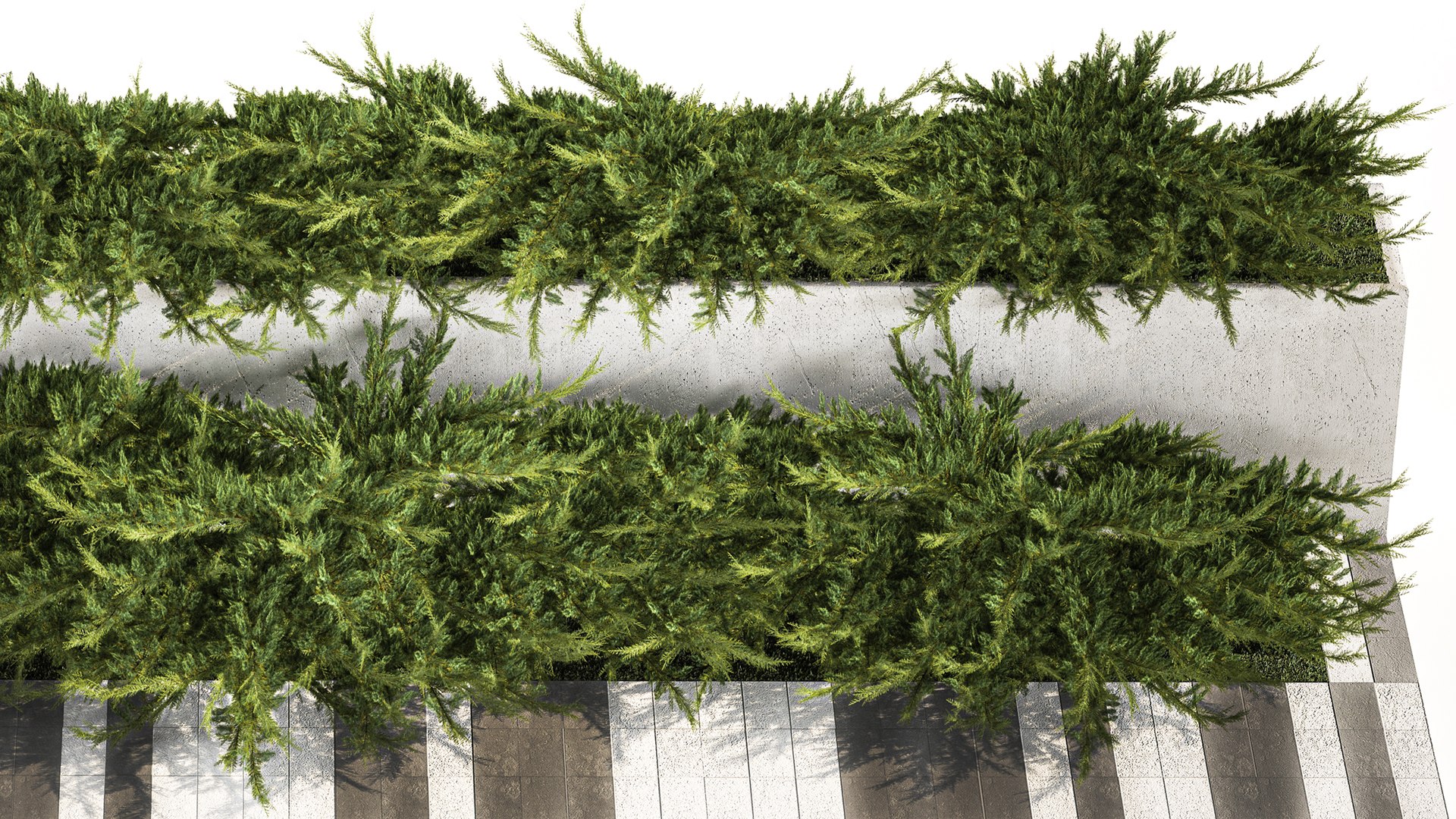 Cypress And Juniper For The Urban Environment 1168 3D - TurboSquid 2006112