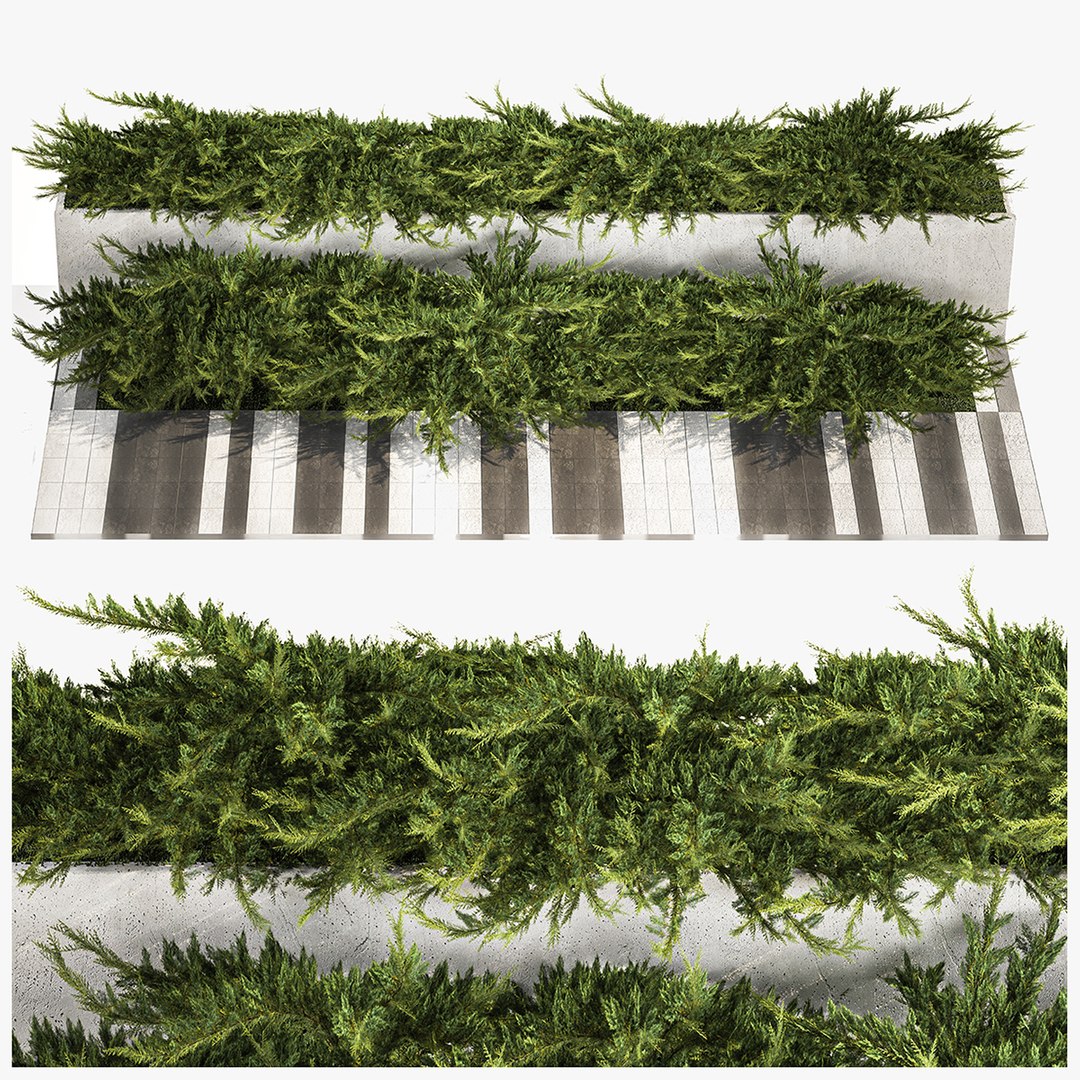Cypress And Juniper For The Urban Environment 1168 3D - TurboSquid 2006112