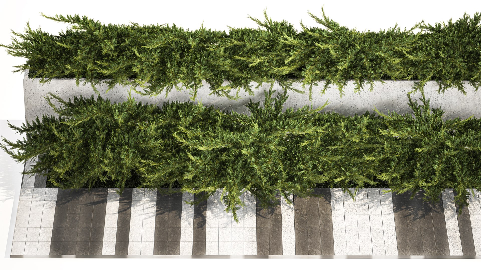 Cypress And Juniper For The Urban Environment 1168 3D - TurboSquid 2006112