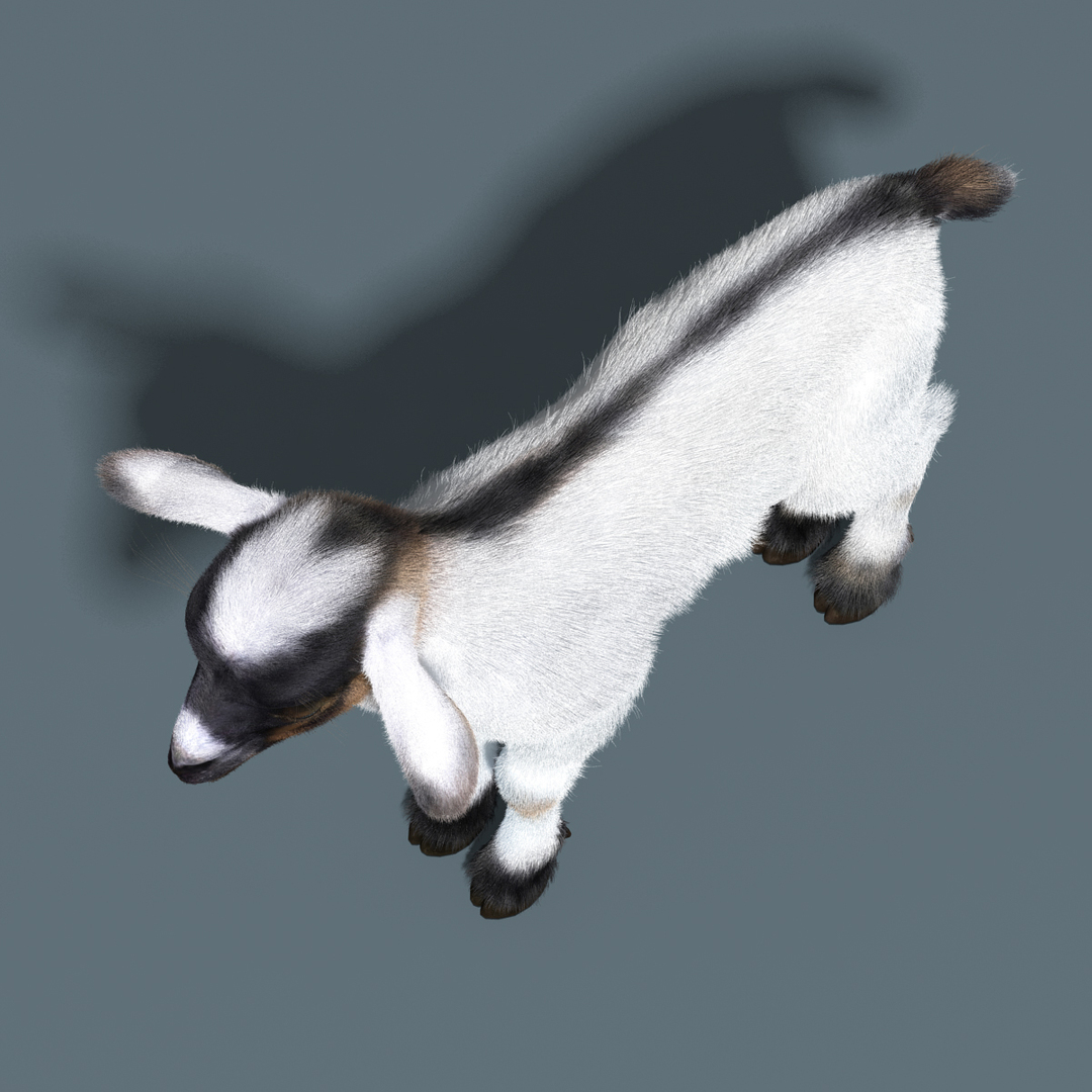 baby goat white fur 3d max