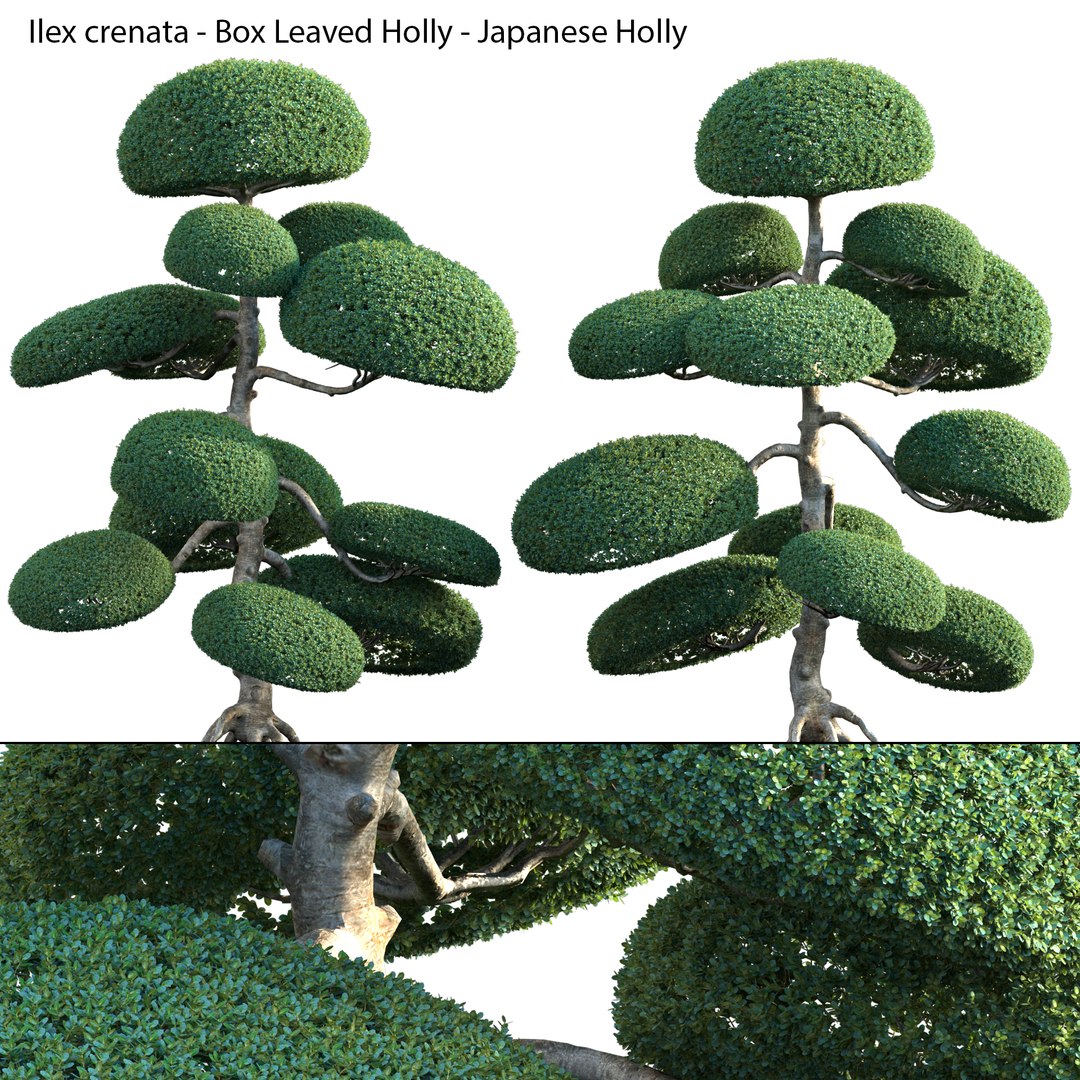 Ilex crenata - Box Leaved Holly - Japanese Holly - 03 3D - TurboSquid ...