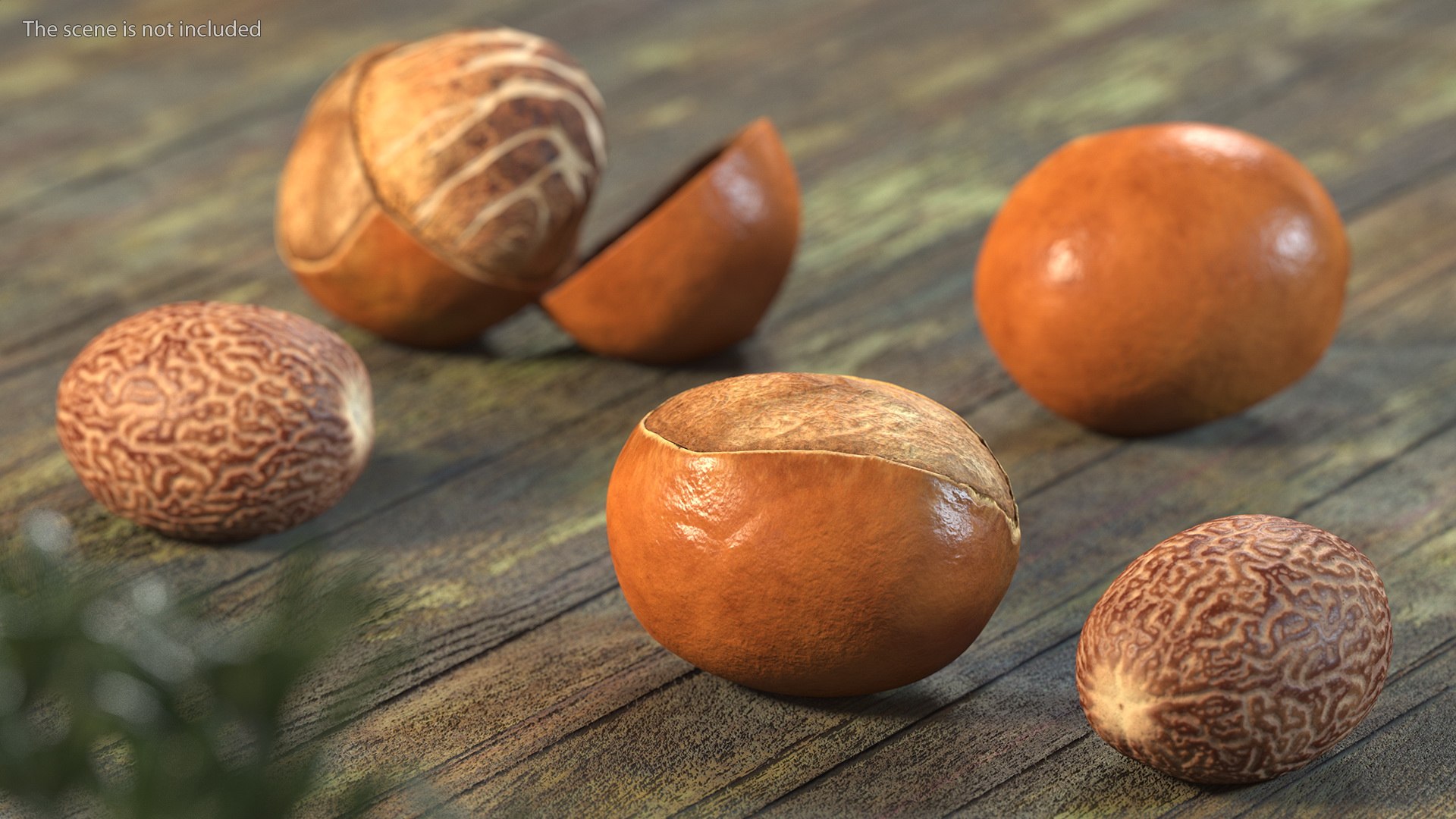 Shea Nut 3D Model - TurboSquid 1735551