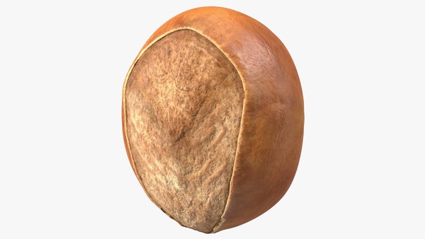 Shea Nut 3D model - TurboSquid 1735551