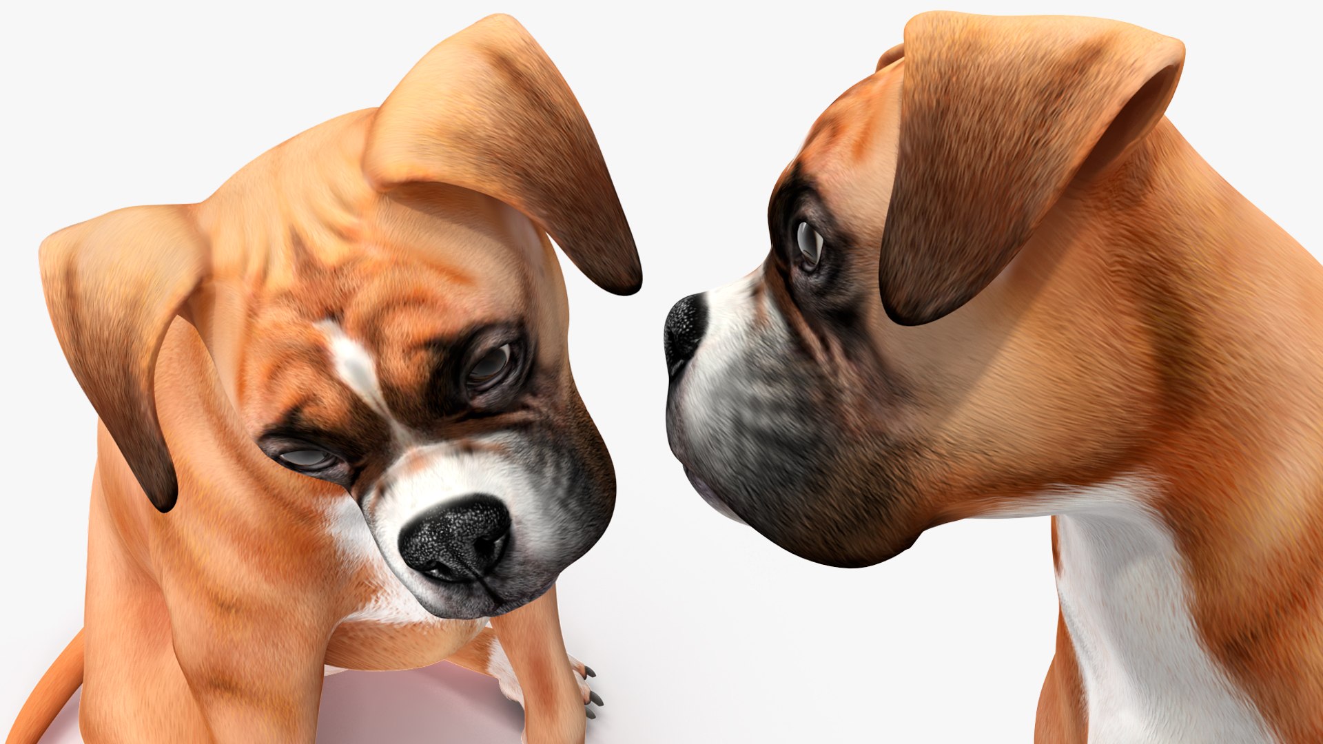 Sitting Dog Boxer 3D - TurboSquid 2250259