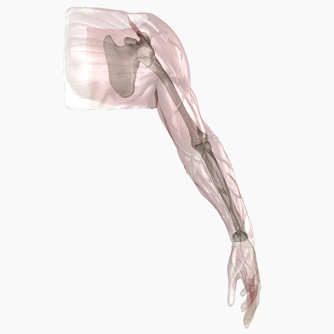 Complete Male Arm Anatomy 3D Model - TurboSquid 1283800