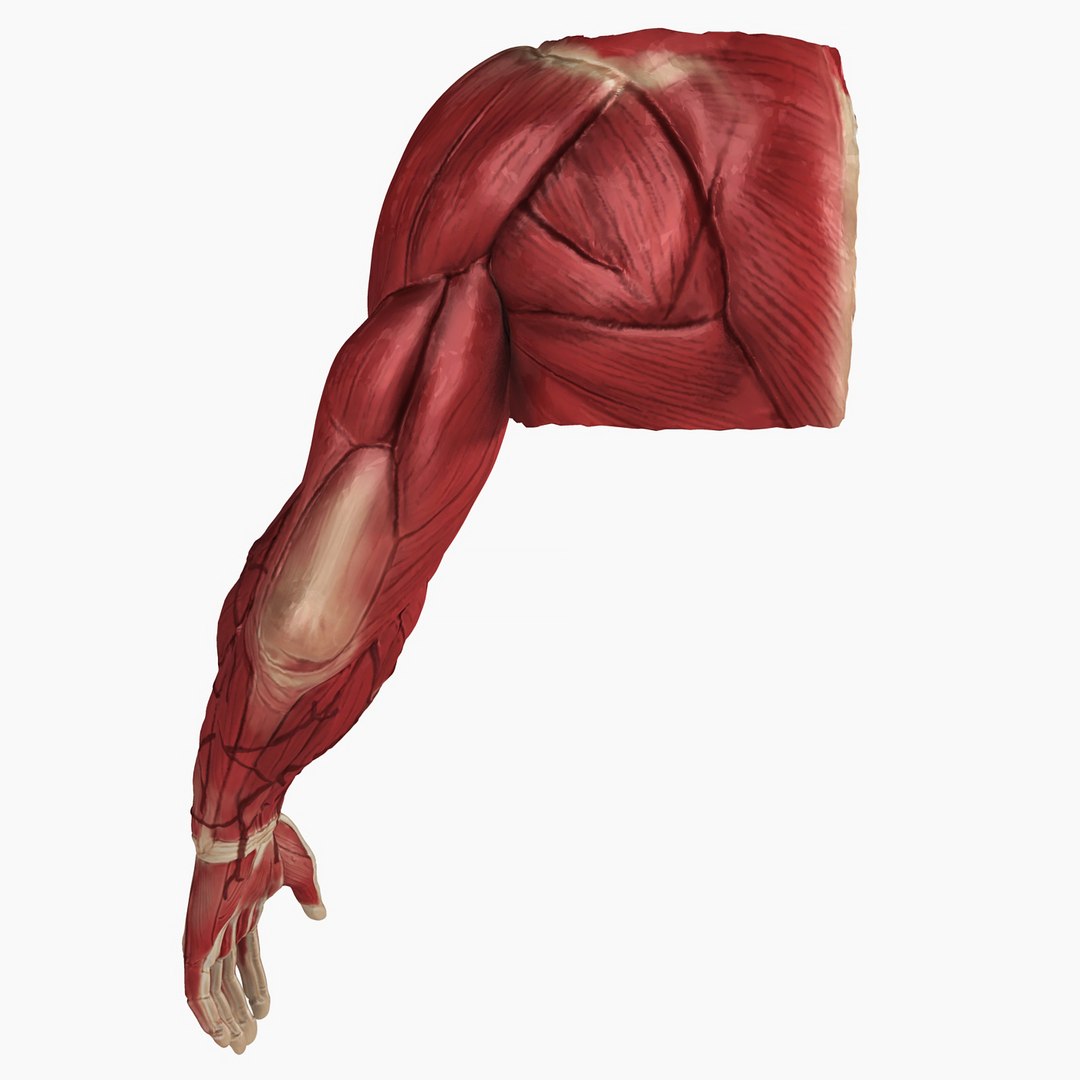 Complete Male Arm Anatomy 3D Model - TurboSquid 1283800