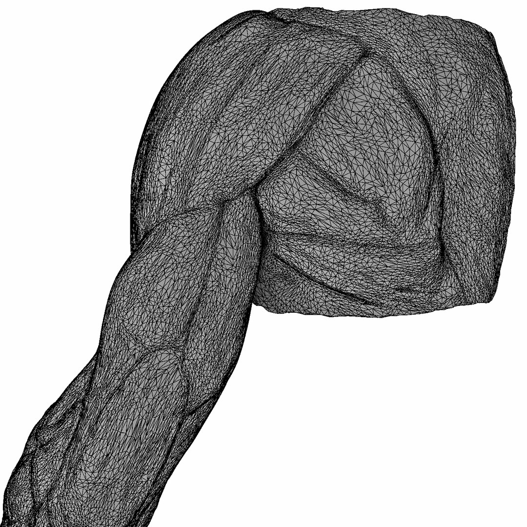 Complete Male Arm Anatomy 3D Model - TurboSquid 1283800