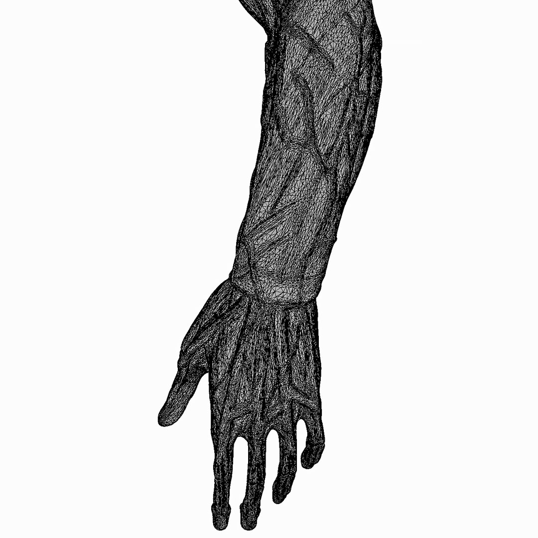 Complete Male Arm Anatomy 3D Model - TurboSquid 1283800