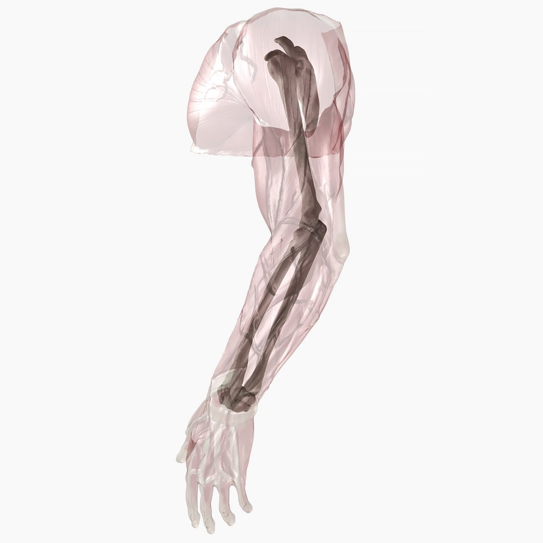 Complete Male Arm Anatomy 3D Model - TurboSquid 1283800