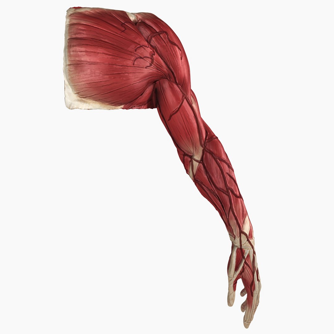 Complete Male Arm Anatomy 3D Model - TurboSquid 1283800