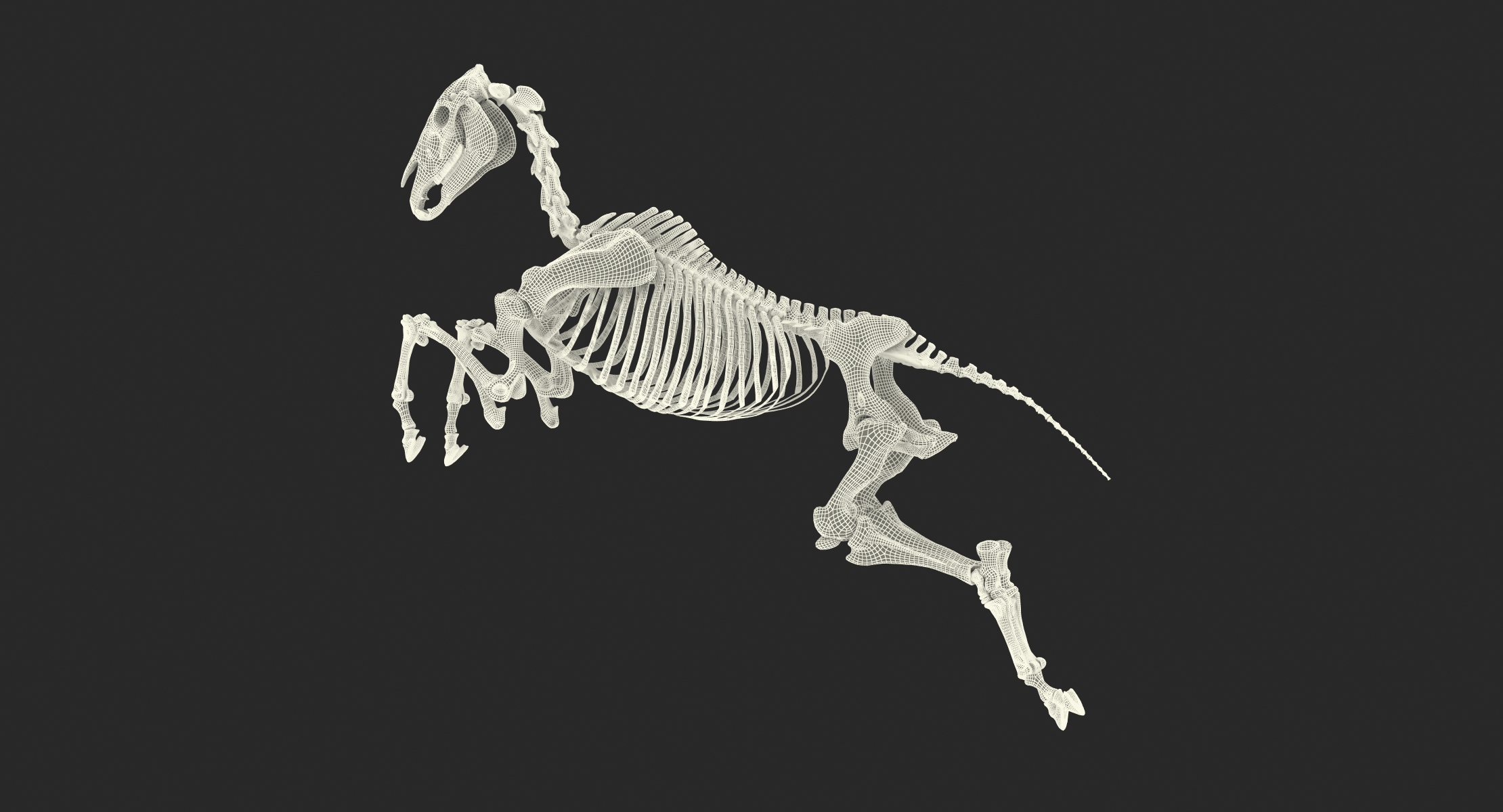 Jumping horse skeleton 3D model - TurboSquid 1341399