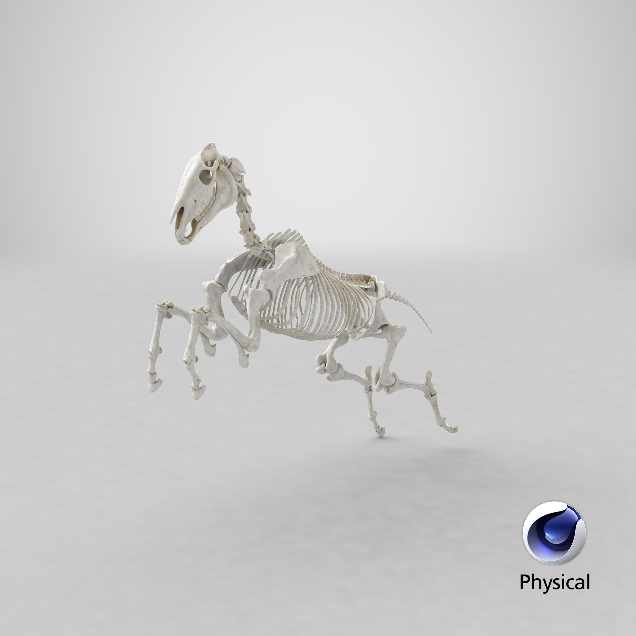 Jumping horse skeleton 3D model - TurboSquid 1341399