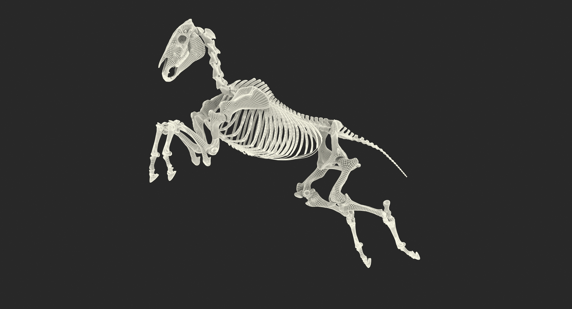 Jumping Horse Skeleton 3D Model - TurboSquid 1341399