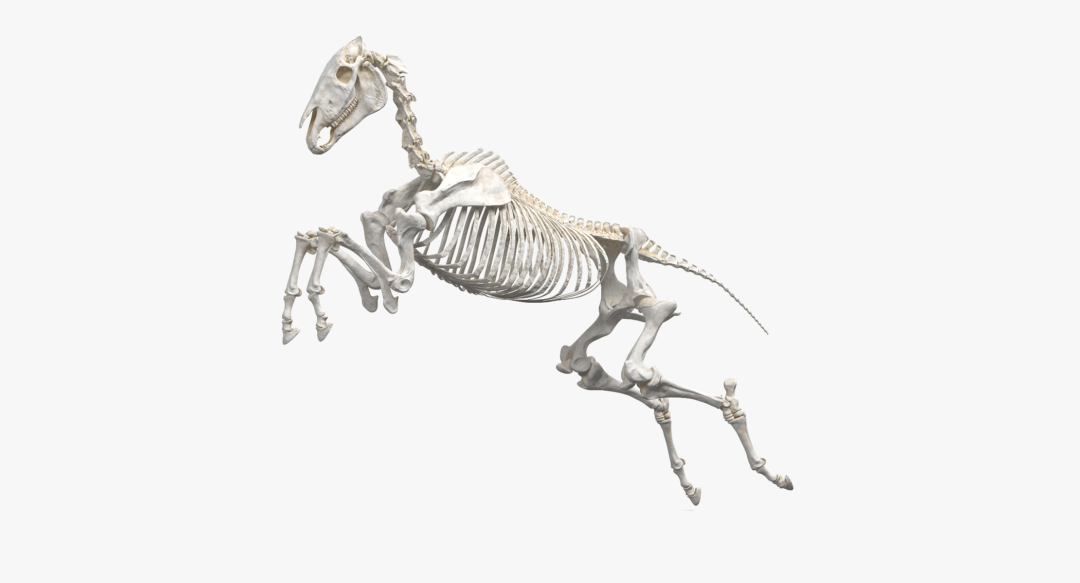 Jumping horse skeleton 3D model - TurboSquid 1341399