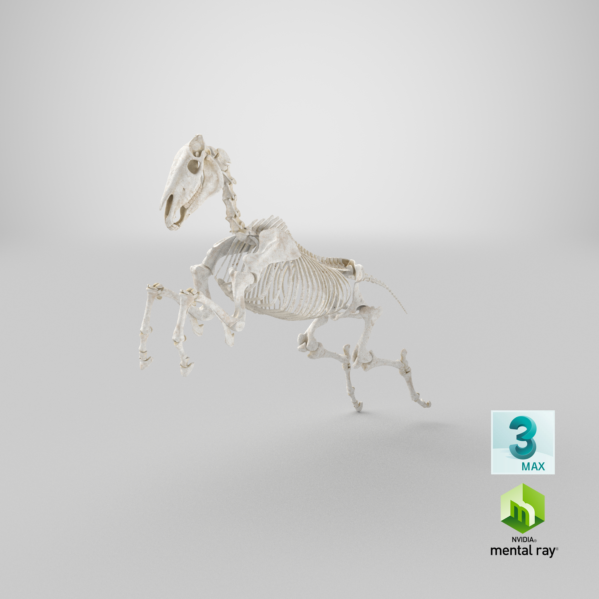 Jumping horse skeleton 3D model - TurboSquid 1341399