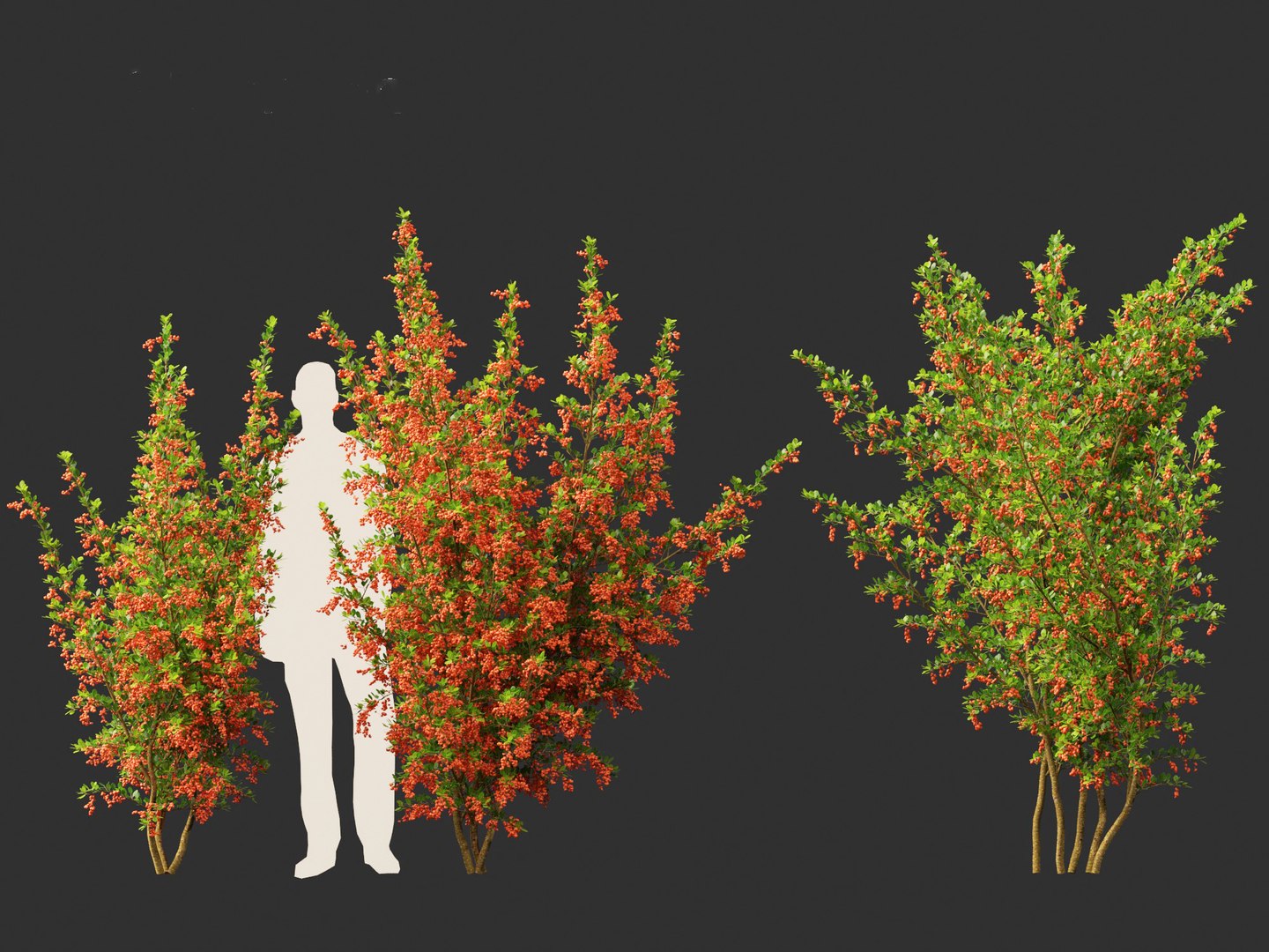 3D Pyracantha Coccinea - Scarlet Firethorn 01 - TurboSquid 2126448