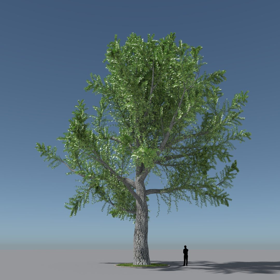 Free Tree Oak V8 3d Model