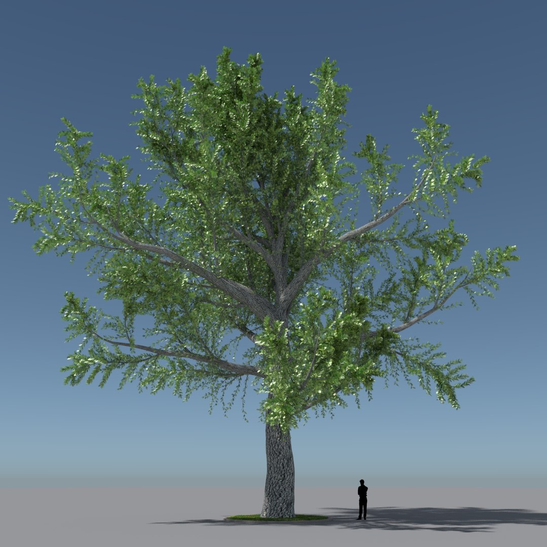 Free Tree Oak V8 3d Model