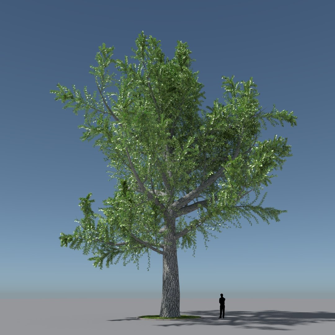 Free Tree Oak V8 3d Model