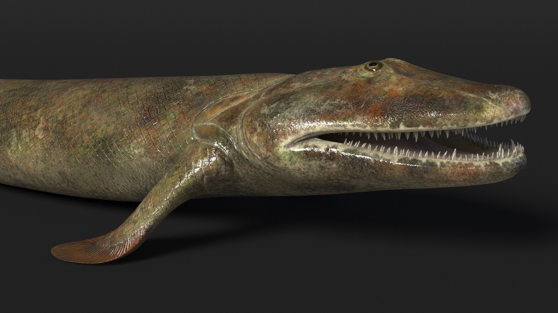 Tiktaalik Extinct Sarcopterygian 3D Model - TurboSquid 2318269