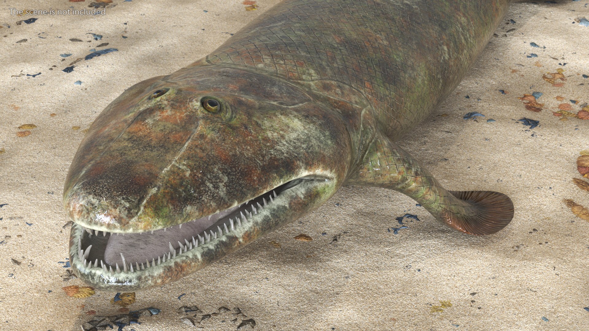 Tiktaalik Extinct Sarcopterygian 3D Model - TurboSquid 2318269