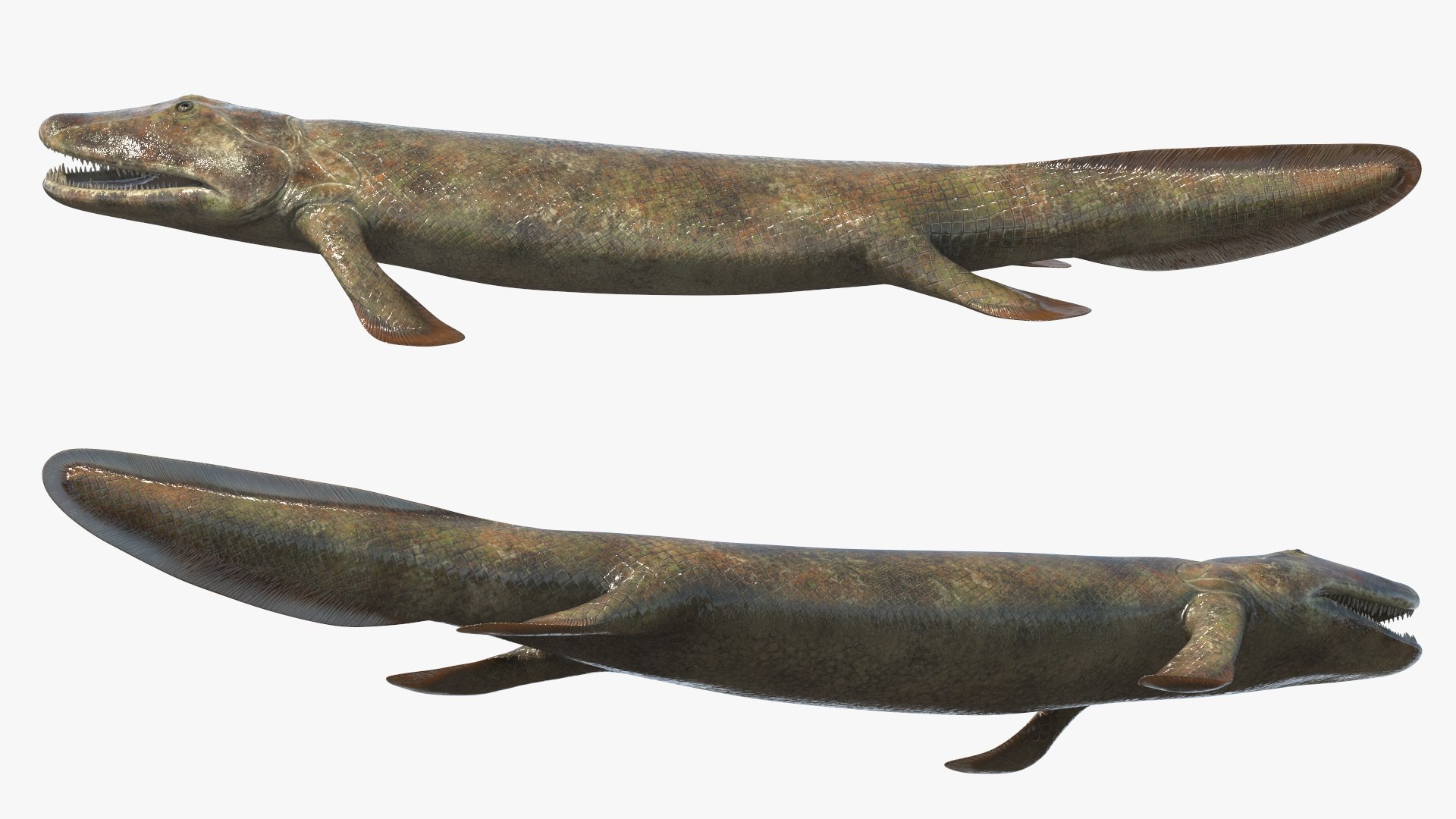 Tiktaalik Extinct Sarcopterygian 3D Model - TurboSquid 2318269