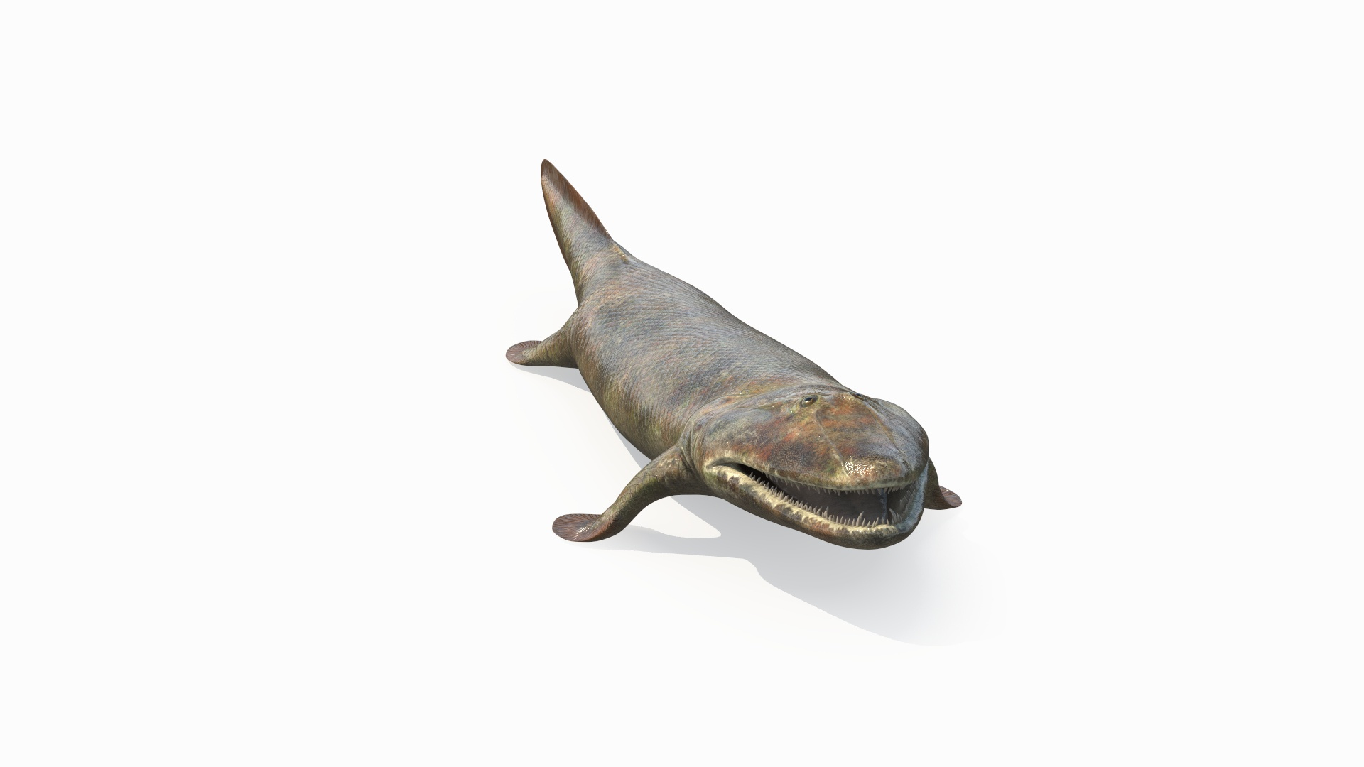 Tiktaalik Extinct Sarcopterygian 3D Model - TurboSquid 2318269