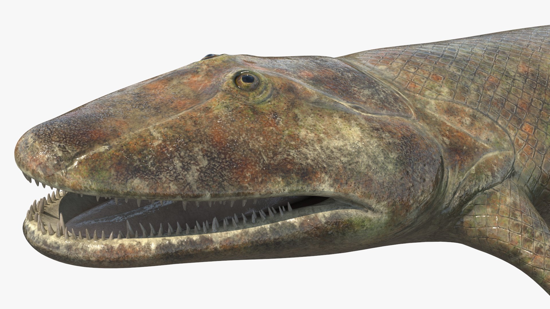 Tiktaalik Extinct Sarcopterygian 3D Model - TurboSquid 2318269