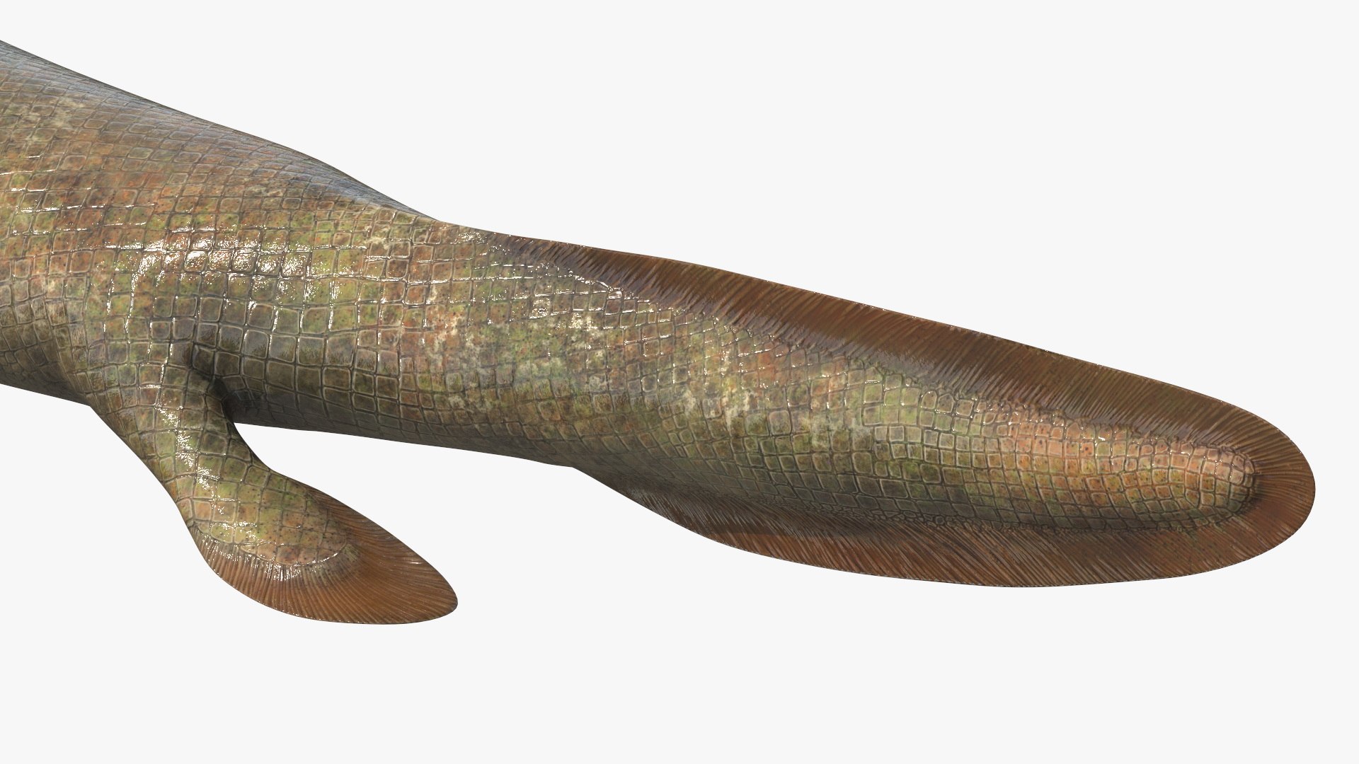 Tiktaalik Extinct Sarcopterygian 3D Model - TurboSquid 2318269