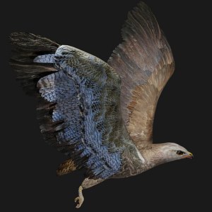 Hawk 3D Models for Download | TurboSquid