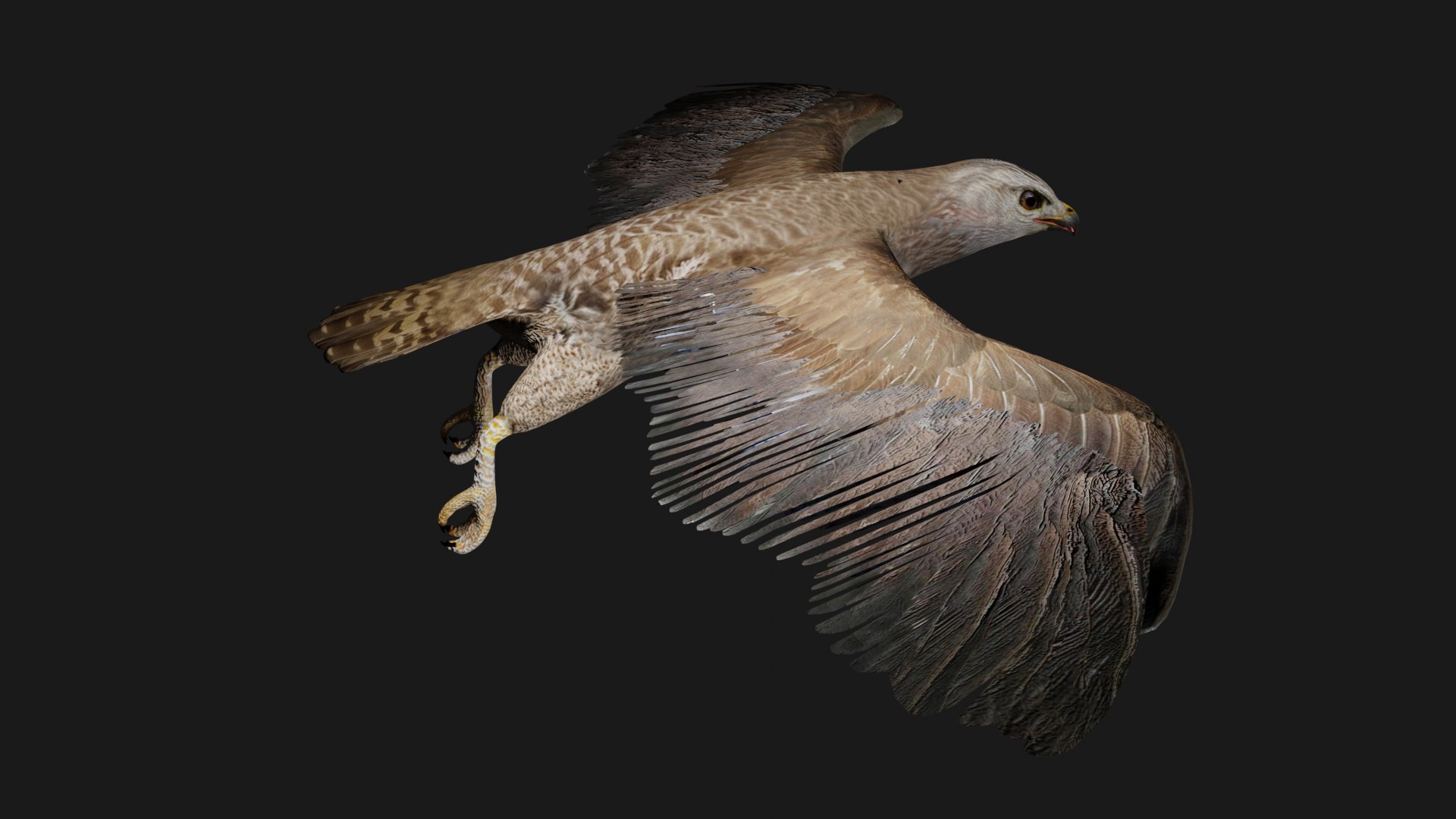 Hawk Rigged 3D Model - TurboSquid 1659772