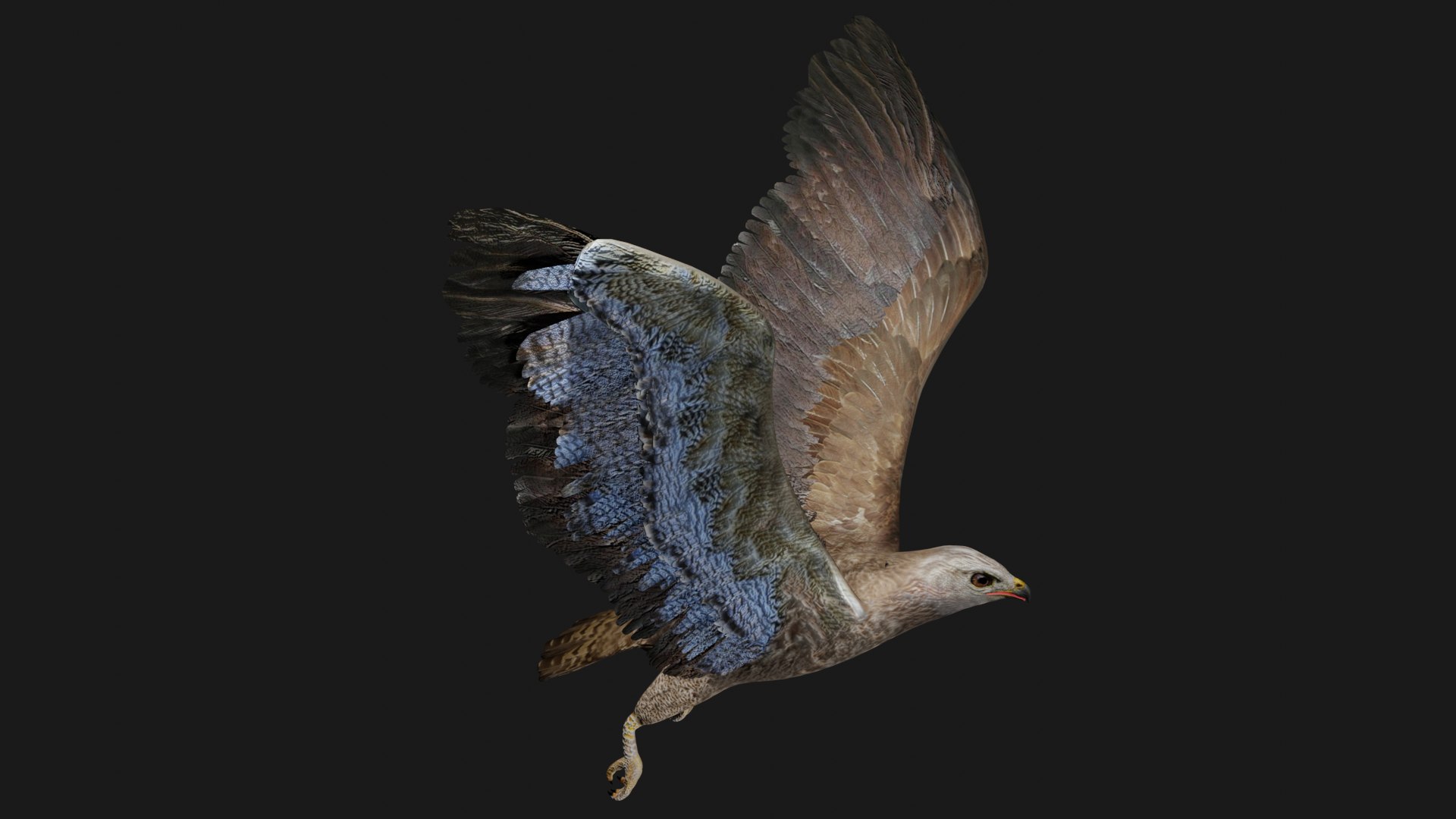 Hawk Rigged 3D Model - TurboSquid 1659772