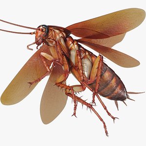 Download Free & Premium Cockroach 3D Models | TurboSquid