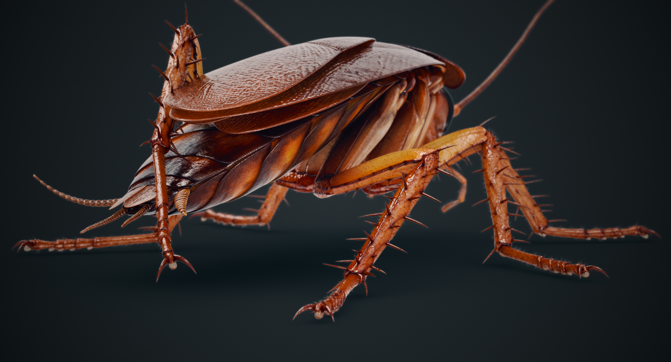 3D cockroach american animation - TurboSquid 1290490