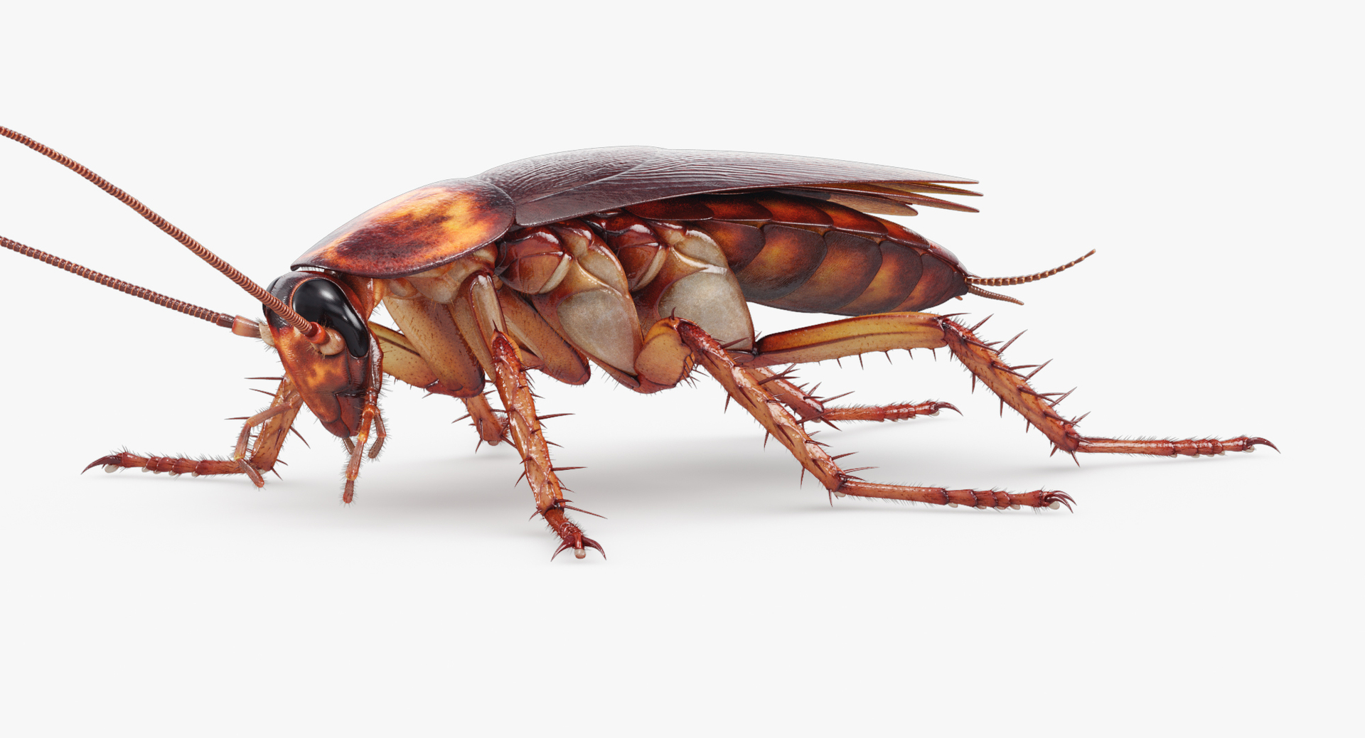 3D cockroach american animation - TurboSquid 1290490